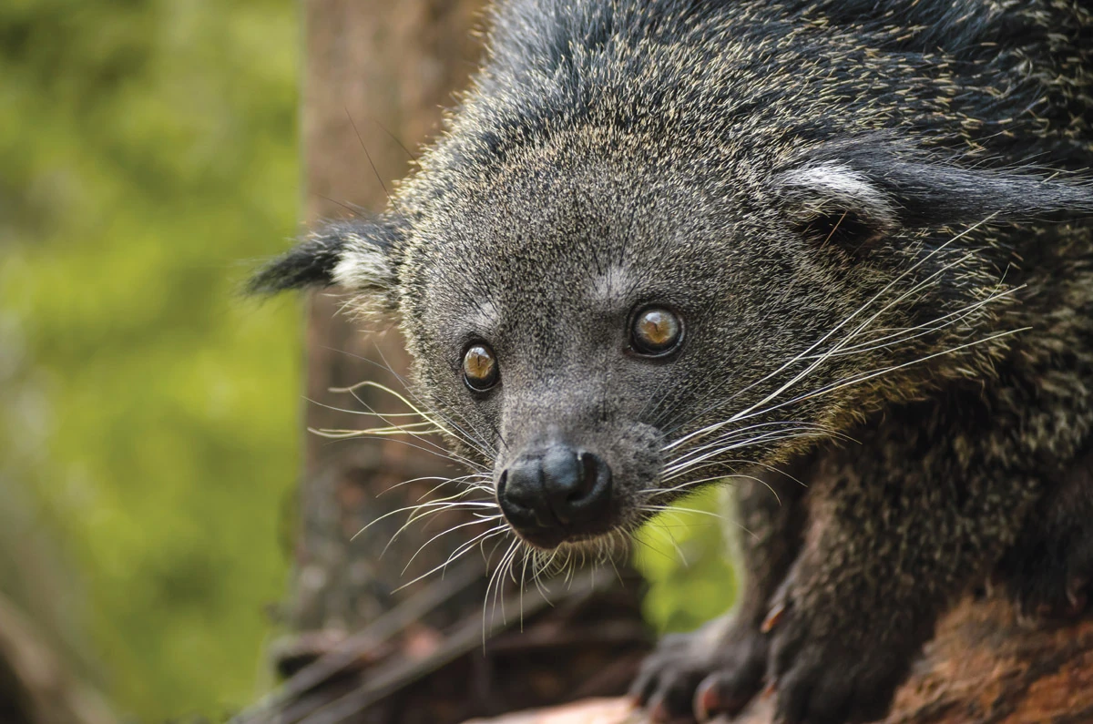 Binturong | Animals Wiki | Fandom
