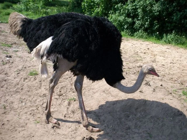 Regular Show (NatureRules1 Version) | Animals Wiki | Fandom