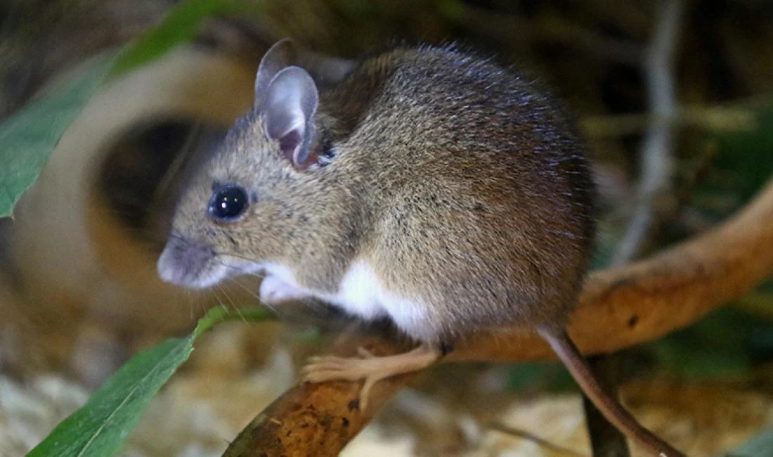 Wood Mouse | Animals Wiki | Fandom
