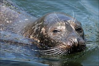 Category:Earless Seals | Animals Wiki | Fandom