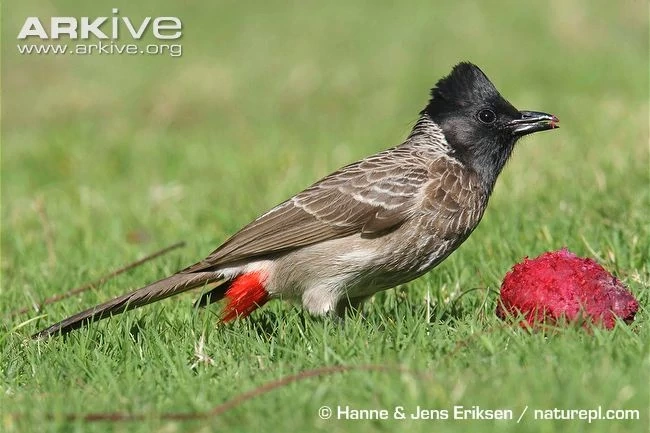 Red-vented Bulbul | Animals Wiki | Fandom
