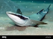 Slender Suckerfish | Animals Wiki | Fandom