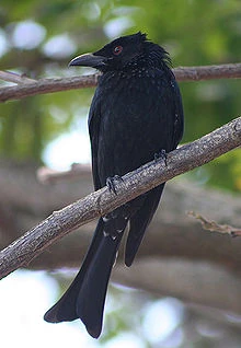 Drongo | Animals Wiki | Fandom