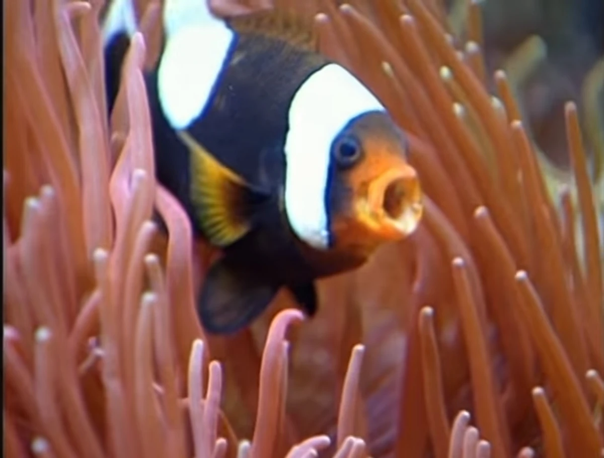 Saddleback Clownfish | Animals Wiki | Fandom
