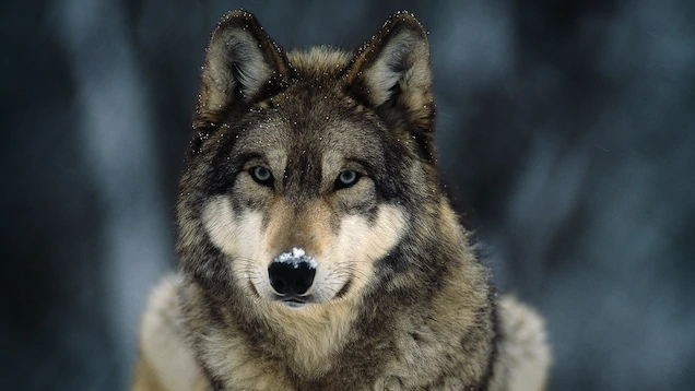 Gray Wolf | Animals Wiki | Fandom