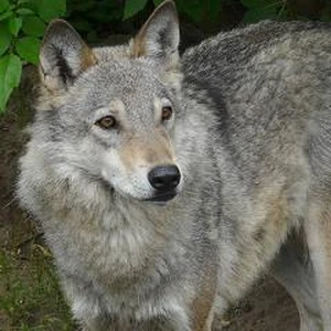 Discuss Everything About Animals Wiki | Fandom