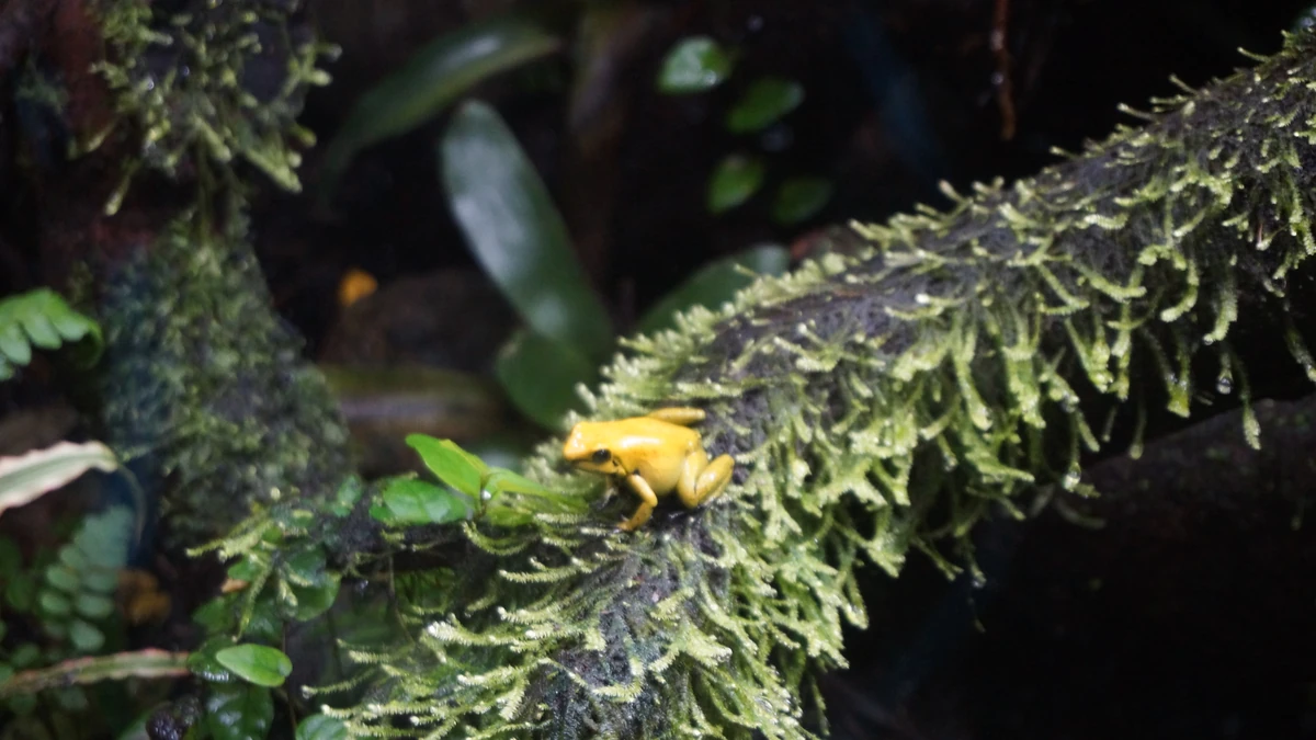 Frog | Animals Wiki | Fandom