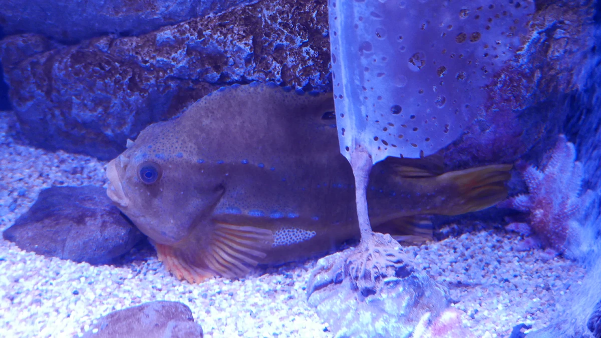 Common Lumpsucker | Animals Wiki | Fandom