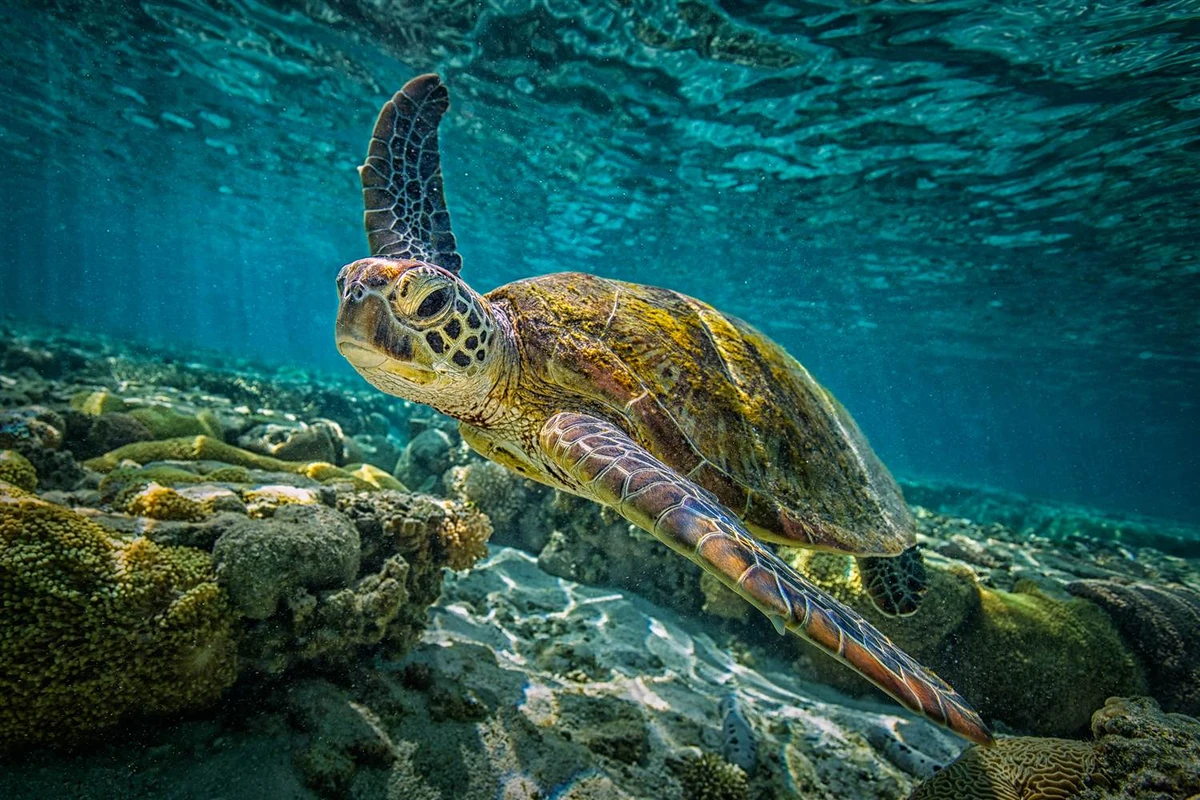 Green Sea Turtle | Animals Wiki | Fandom