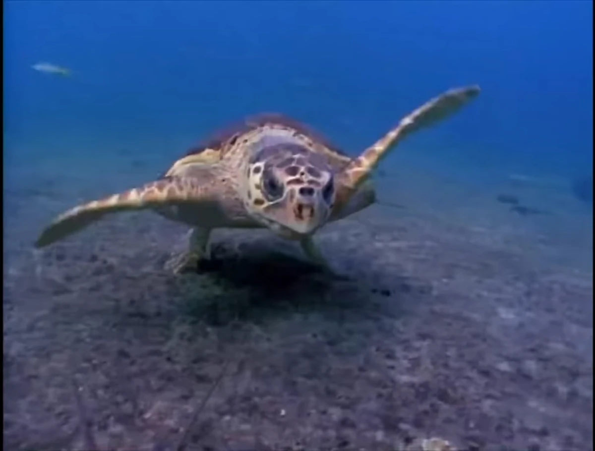 Twist-neck Turtle | Animals Wiki | Fandom