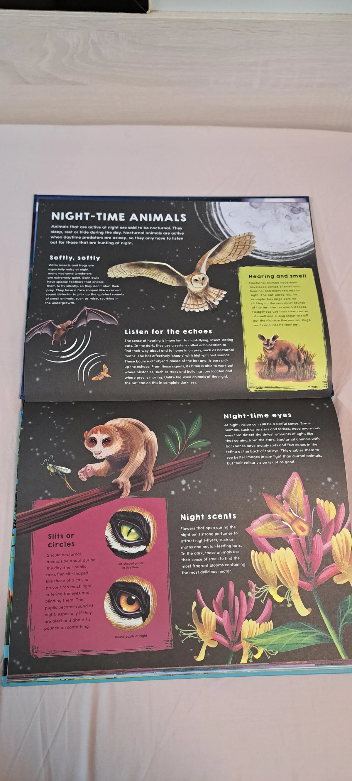 List of Species in Daytime and Night-time | Animals Wiki | Fandom