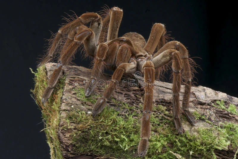 Goliath Birdeater | Animals Wiki | Fandom