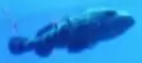 African Hind | Animals Wiki | Fandom