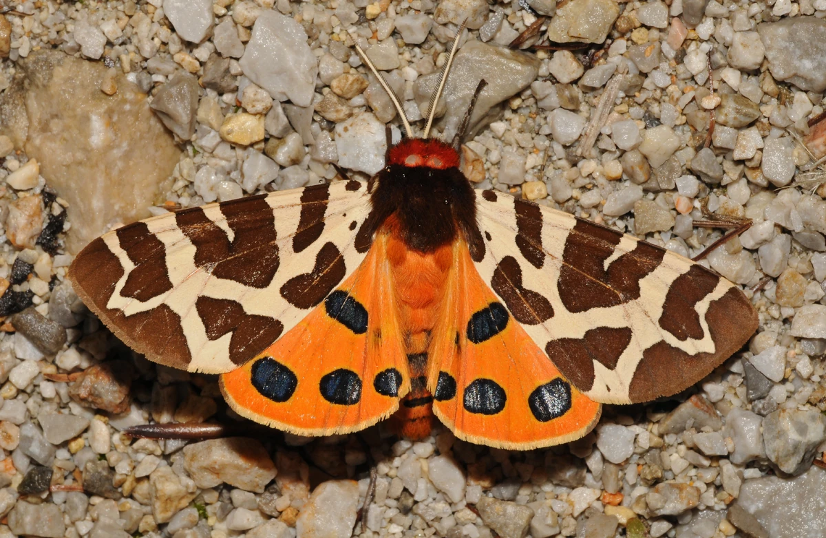 Garden Tiger Moth | Animals Wiki | Fandom