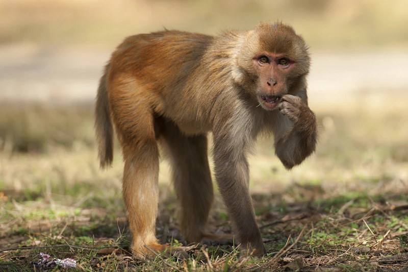 Rhesus Macaque | Animals Wiki | Fandom