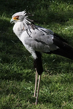 Secretary Bird | Animals Wiki | Fandom