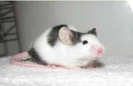 Fancy Mouse | Animals Wiki | Fandom