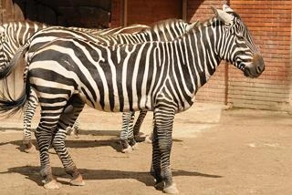 Maneless Zebra | Animals Wiki | Fandom