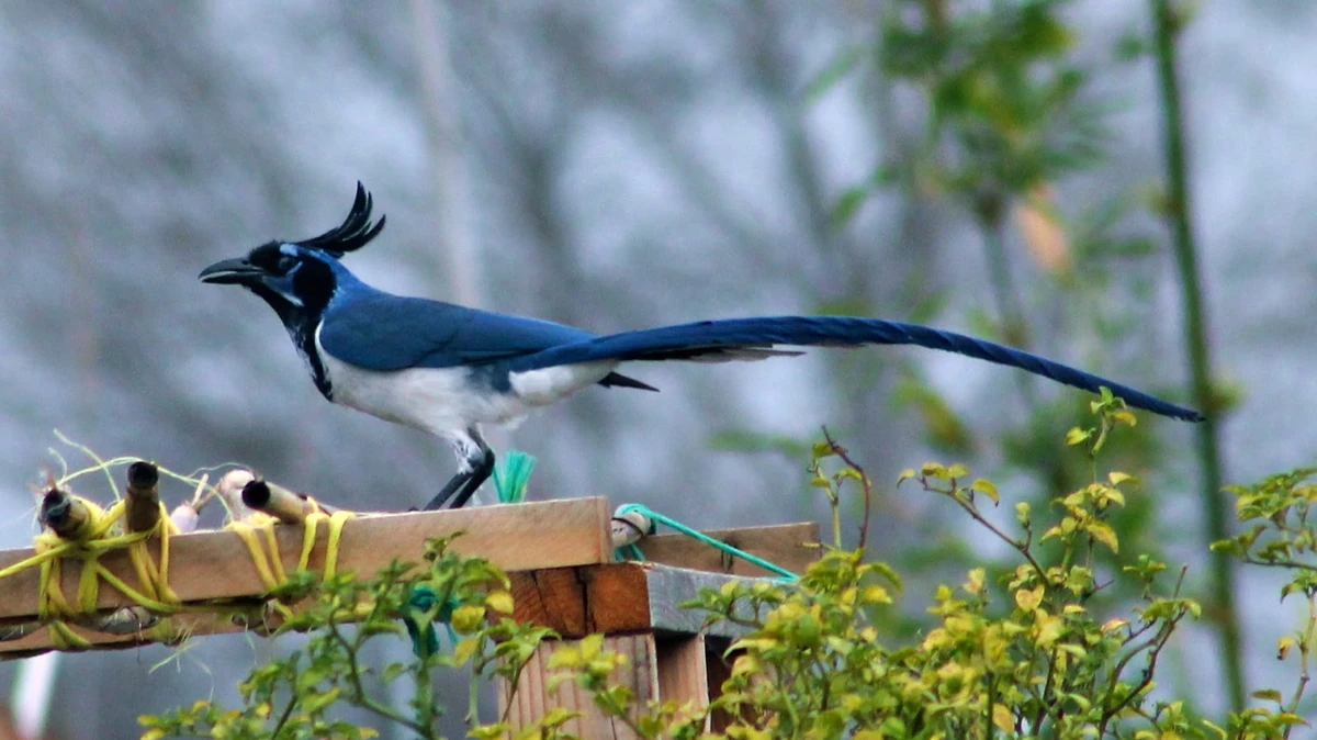 Black-throated Magpie-jay | Animals Wiki | Fandom