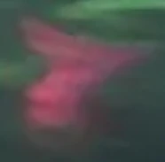 Araripesaurus | Animals Wiki | Fandom