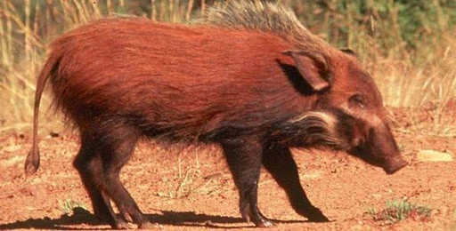 Bushpig | Animals Wiki | Fandom