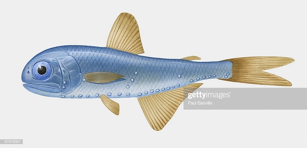 Prickly Lanternfish | Animals Wiki | Fandom