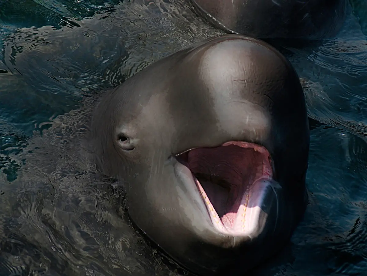 Narluga | Animals Wiki | Fandom