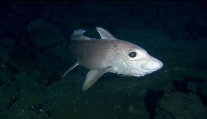 Pale Ghost Shark | Animals Wiki | Fandom