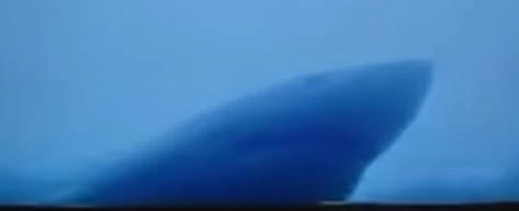 Narrowfin Smooth-Hound | Animals Wiki | Fandom