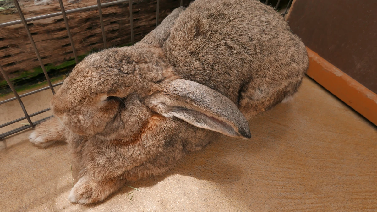 Rabbit | Animals Wiki | Fandom