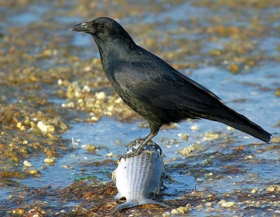 Fish Crow | Animals Wiki | Fandom