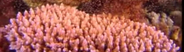 Acropora Digitifera | Animals Wiki | Fandom