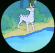 Abada | Animals Wiki | Fandom