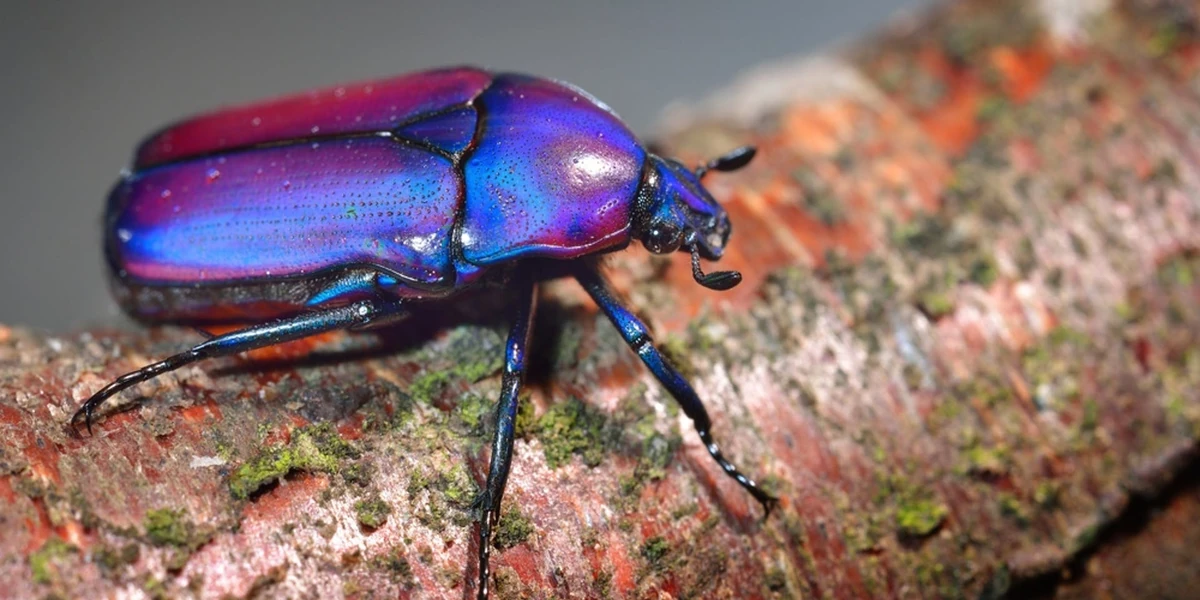 Chrysina aurigans | Animals Wiki | Fandom