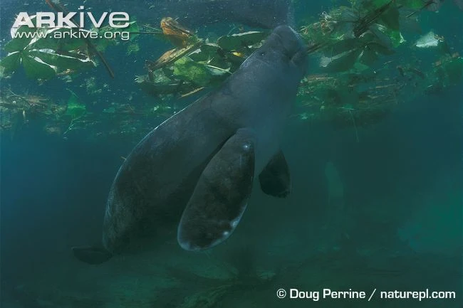Amazonian Manatee | Animals Wiki | Fandom