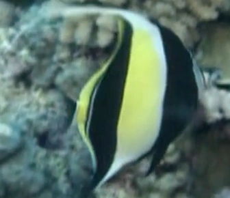 Yellowhead Butterflyfish | Animals Wiki | Fandom