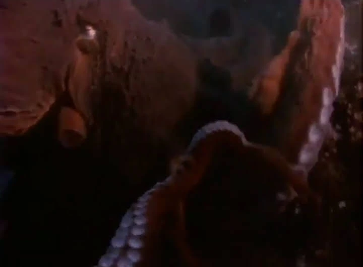 Yellow Octopus | Animals Wiki | Fandom