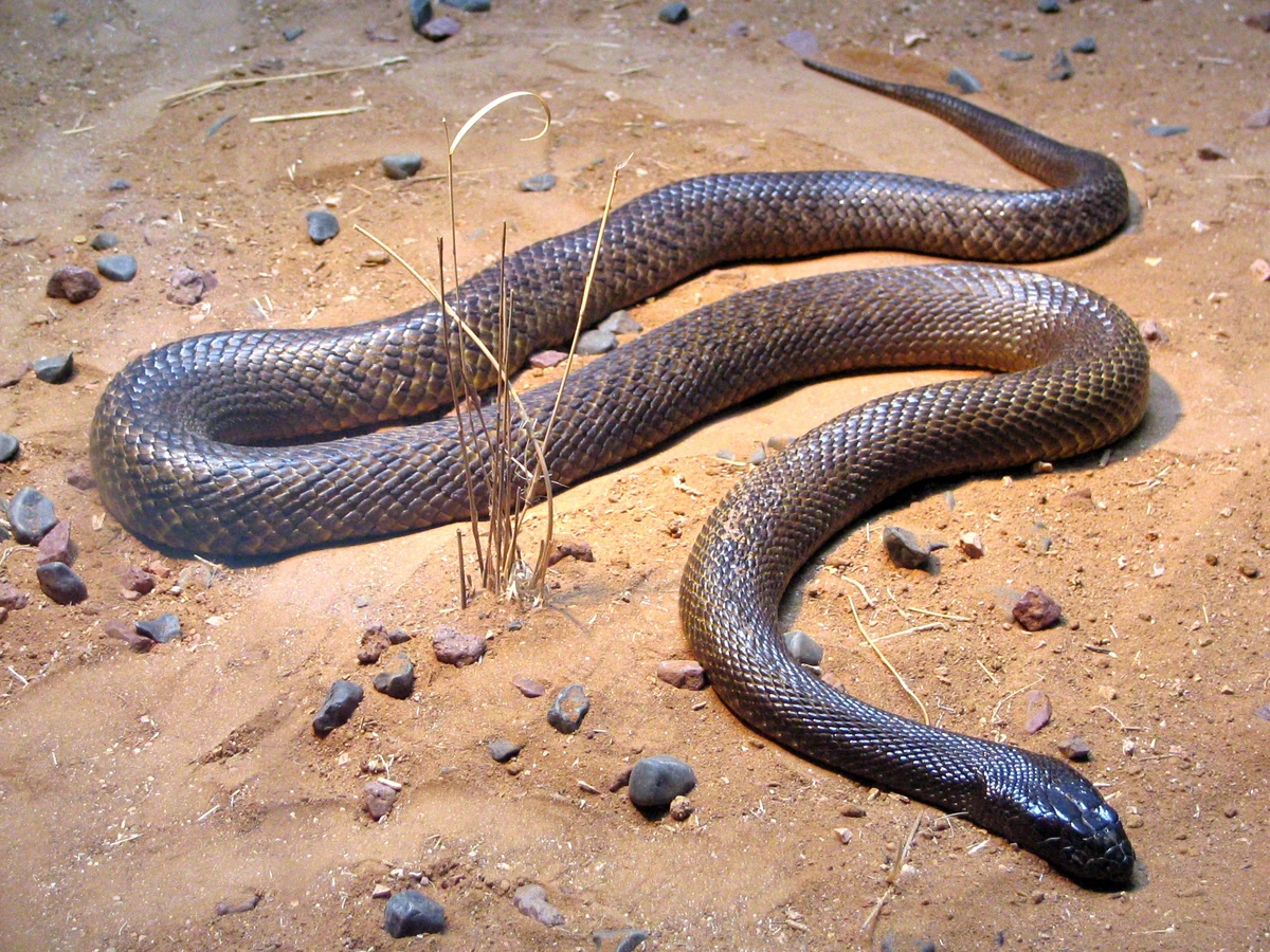 Inland Taipan | Animals Wiki | Fandom