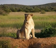 The Lion King (NatureRules1 and AnimalsRule2004 Version) | Animals Wiki ...