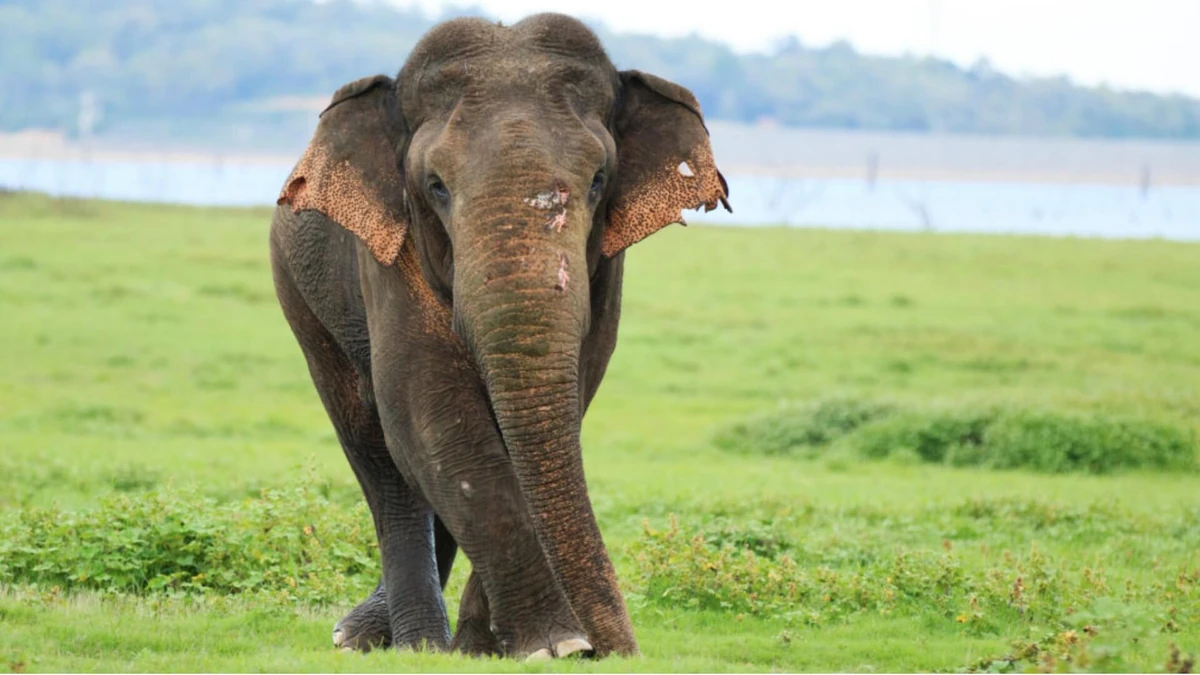 Asian bongo elephant | Animals Wiki | Fandom