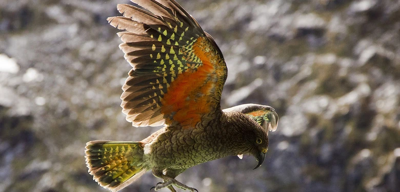 Kea | Animals Wiki | Fandom