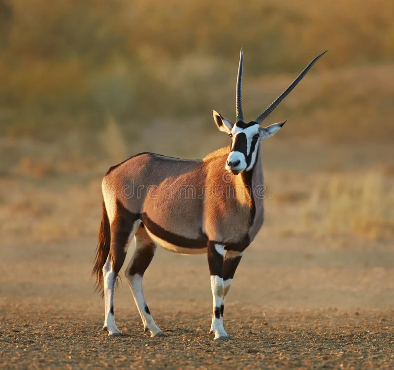 Gemsbok | Animals are great Wiki | Fandom