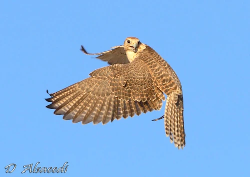 Feather | The Four Elements of Bending The Oringial story Wiki | Fandom