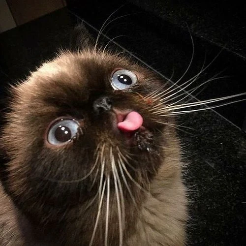 Cat | Animals Wiki | Fandom