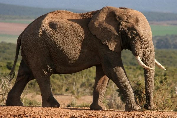 African Bush Elephant | Animals Wiki | Fandom