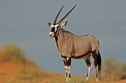 Gemsbok | Animals Wiki | Fandom