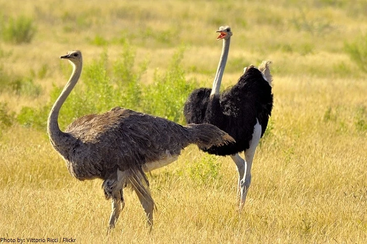 Common Ostrich | Animals Wiki | Fandom