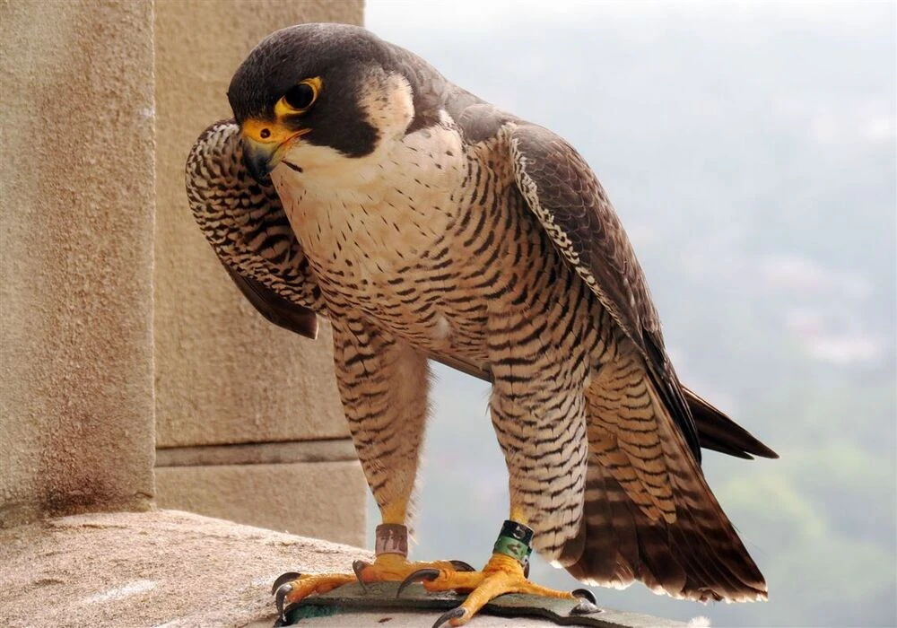 Peregrine Falcon | Animals in Cartoons Wiki | Fandom