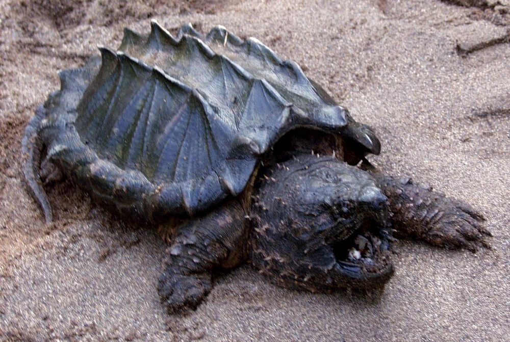 Alligator Snapping Turtle | Animals in Cartoons Wiki | Fandom
