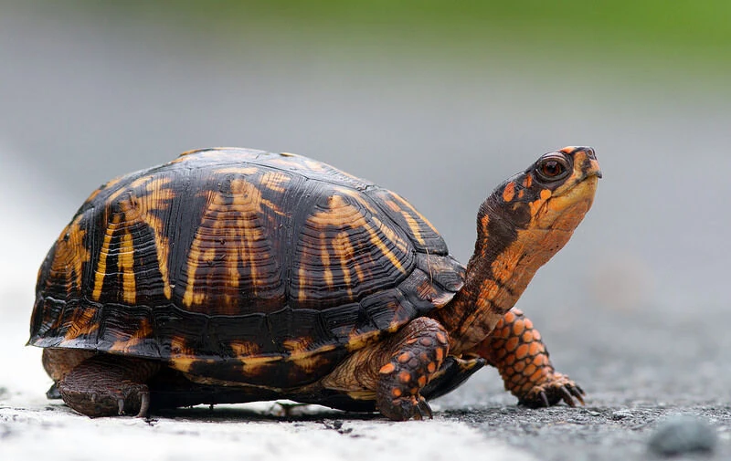 Eastern Box Turtle | Animals in Cartoons Wiki | Fandom